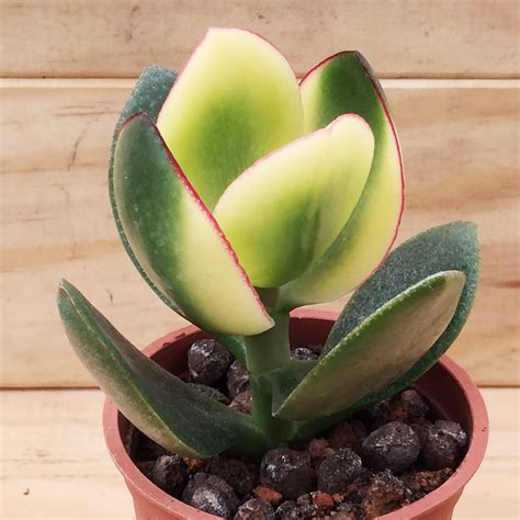【2吋盆】櫻花月 福祥仙人掌 Fuhsiang Cactus