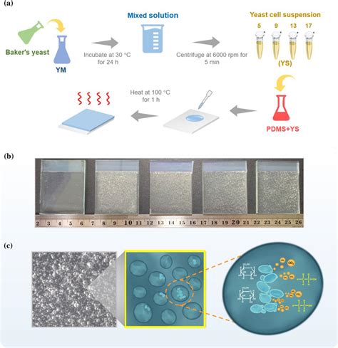 A Schematic Illustration Of The Preparation Process Of Porous Pdms Download Scientific Diagram