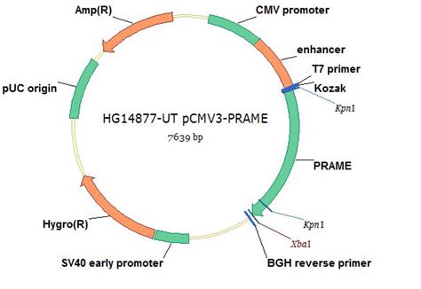 Human Prame Cdna Orf Clone Untagged Hg14877 Ut Sino Biological