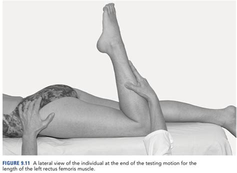 Muscle Length Testing Flashcards Quizlet