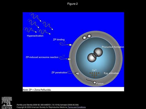 Developmental Sperm Contributions Fertilization And Beyond Ppt Download