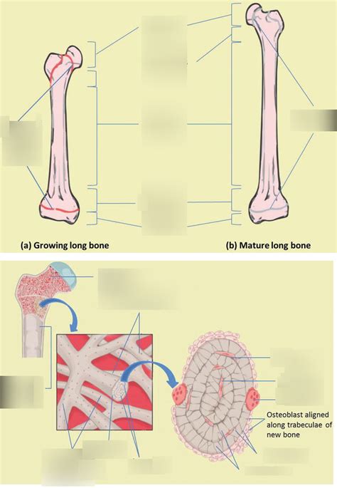 Bone Structure Diagram Quizlet
