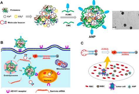 Scheme 1 A Preparation Of Tumor Targeting Mb Delivery System Anp