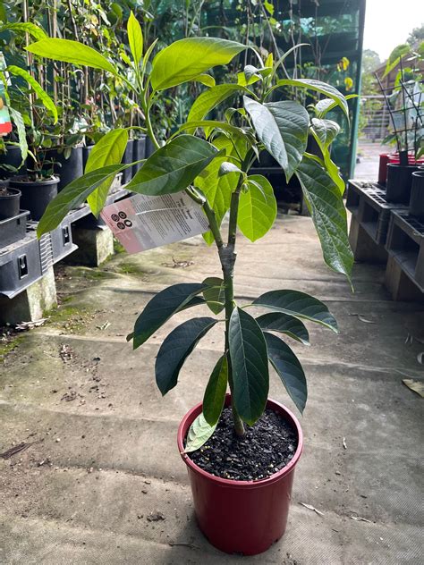 Buy Double Grafted Avocado Tree Duo Avocado Lamb Hasssharwill A And B