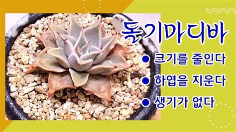 다육이 뿌리 확인 다육이 뿌리 내리기 마디바 가을 분갈이 후 물반응 못하고 말라가고 있어요~ Youtube