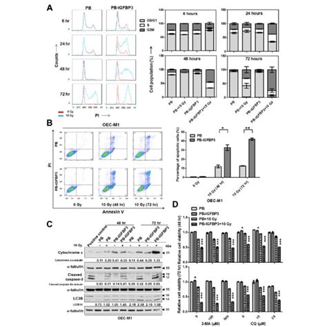 Igfbp3 Enhanced Ir Induced Apoptosis A Cell Cycle Analysis Of Oec M1