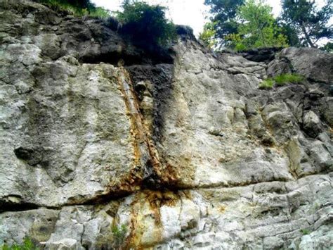 M T A Goderdzi ⭕️ გოდერძის ნამარხი ტყე რომელიც ბუნების