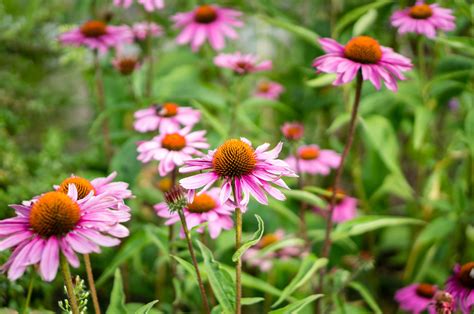 Coneflower Angustifolia › Buy Flowering Seeds Australia