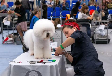 Strzy Enie Psa W Domu Czy W Salonie Zwierzaki