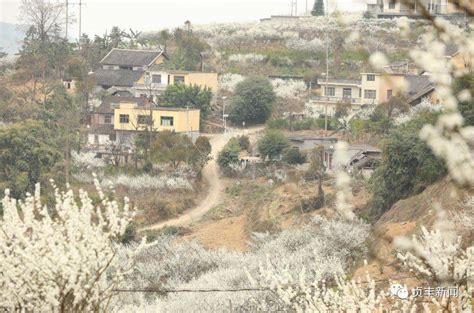 花开贞丰 山河如画 李花 贞丰县 盘龙村