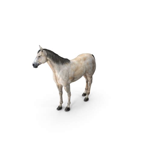 Horse Cums Inside Women Png Images And Psds For Download Pixelsquid