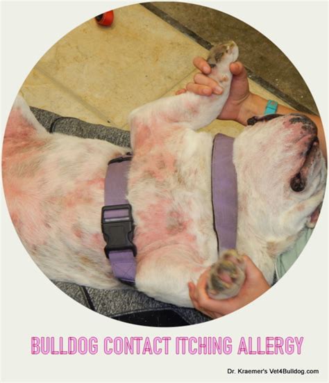Itchy Bulldog