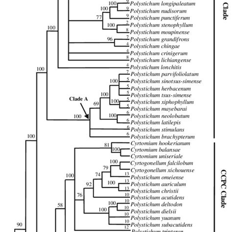 the phylogenetic tree constructed based on trnl f and rps4trns