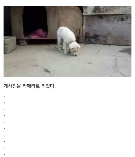 카메라 의식 엄청하는 강아지 인스티즈 Instiz 이슈 카테고리