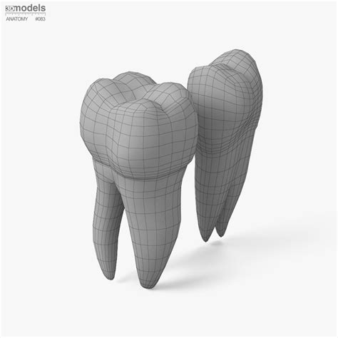 Human Teeth Molars Modelo 3d Baixar Anatomy No