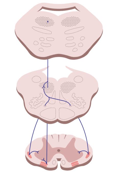 Central Nervous System Pathways Physiopedia