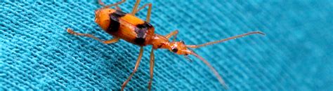 Assassin Bug Bugs In Our Backyard Assassin Bug Bugs In Our Backyard