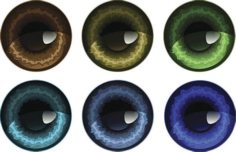 60 Pupillary Margin Ilustrasi Grafik Vektor And Clip Art Bebas Royalti Terbaik Istock