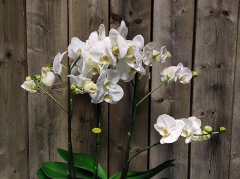 Orchidee Optiflor Flora Luna Bloemen Planten Bonheiden