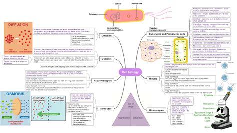 Cell Biology Mind Map Schemes And Mind Maps Biology Docsity