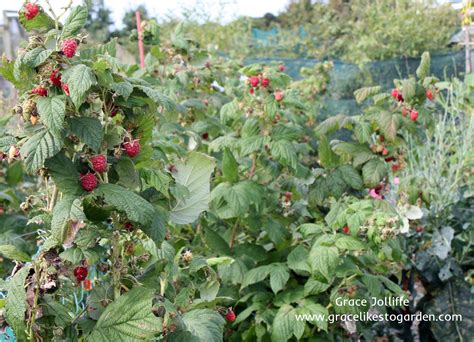Raspberry That Grows On Trees