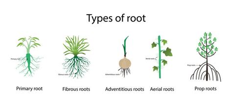 The Science Of Root Growth