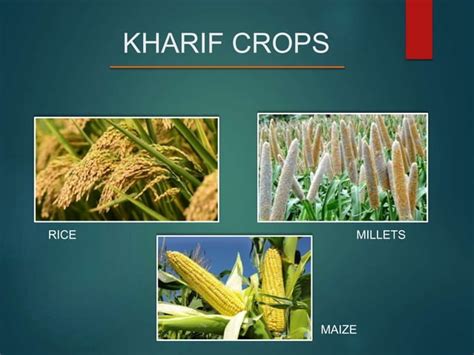 Seasonscrops And Loo Class 9 Ppt Pptx Agriculture Industries