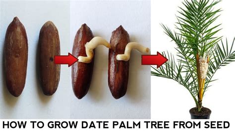 How To Grow Date Tree From Seed At Eunice King Blog