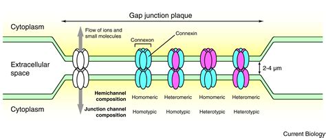 Cell Coupling Gap Junctions At Nadine Boeding Blog