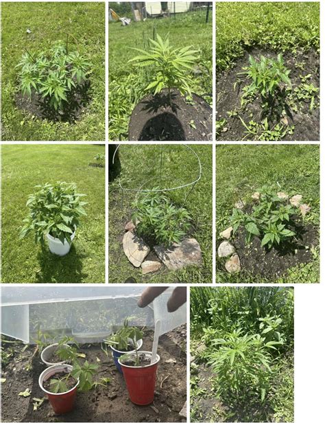 Curing Methods R Microgrowery