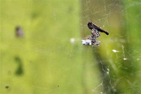 Spider With A Cocoon Stock Image Image Of Cloud Cobweb 181436937