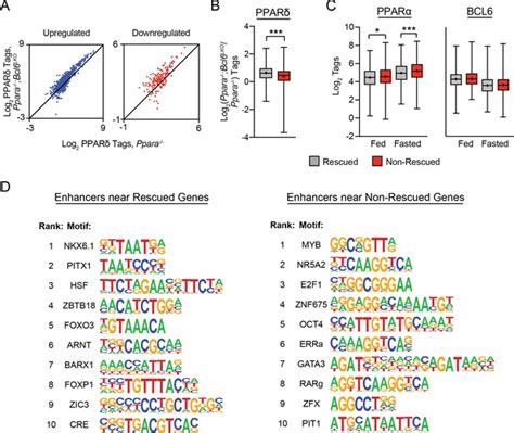 Figures And Data In Dynamic Repression By Bcl6 Controls The Genome Wide Liver Response To