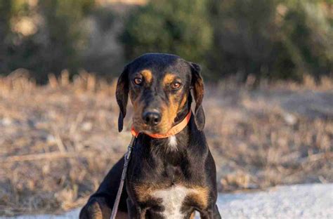 Reggie 2 Year Old Male Greek Harehound Available For Adoption