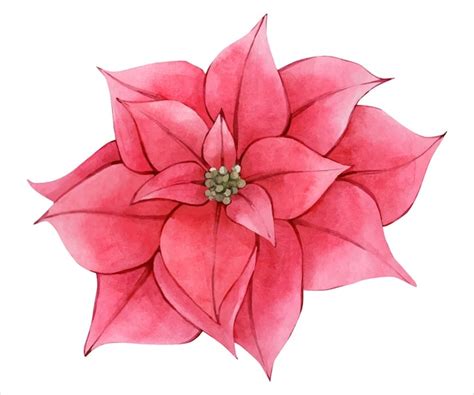 Pink Poinsettia Clip Art