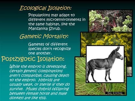 Ppt Speciation Powerpoint Presentation Free Download Id 2054944