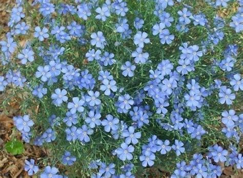 Применение семян льна в медицине