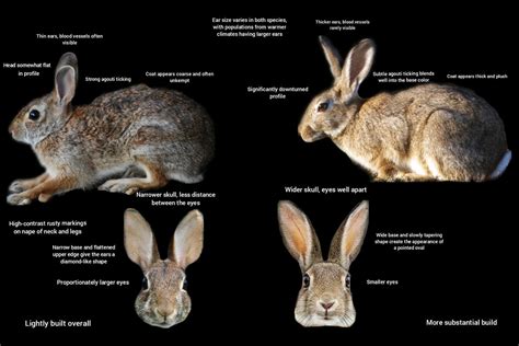 Eastern Cottontail Vs European Wild Rabbit By Trueenglishfoxhound On