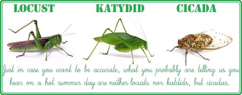 Locust Vs Grasshopper Difference