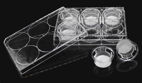 干货分享 肿瘤与巨噬细胞共培养方案 爱必信（上海）生物科技有限公司 企业发布