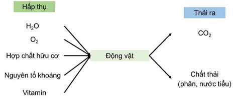 Vẽ sơ đồ khái quát về sự trao đổi chất ở thực vật và động vật