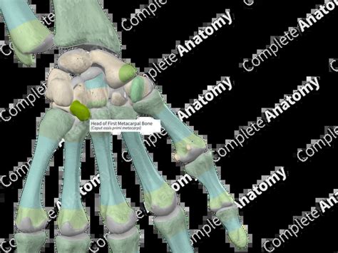 Head Of First Metacarpal Bone Complete Anatomy