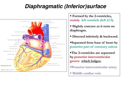 Ppt Anatomy Of The Heart Powerpoint Presentation Free Download Id