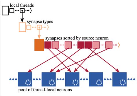 Memory Layout Of Synapse And Neuron Representations On Each Mpi