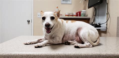 Phoenixs Best Vets Updated 2025