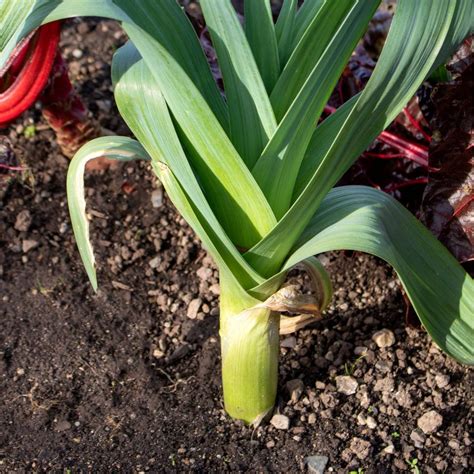 Leek Carentan Seeds The Seed Collection