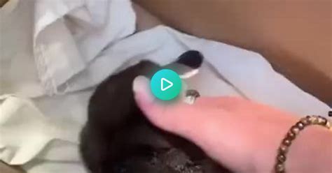 Belly Rubs Album On Imgur