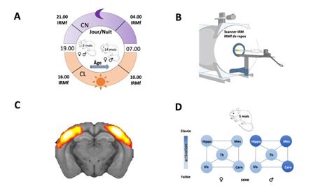 How Age Sex And Daynight Cycle Modulate The Brain