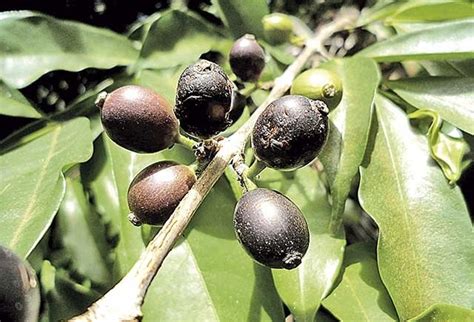 Стенофилла. Сможет ли забытый вид обеспечить нас вкусным кофе