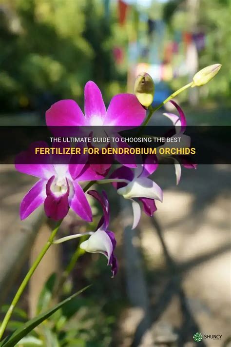 The Ultimate Guide To Choosing The Best Fertilizer For Dendrobium Orchids Shuncy