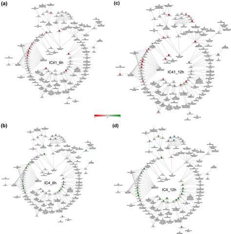 Cytoscape View Of Co Expression Network Co Expression Network Of Degs